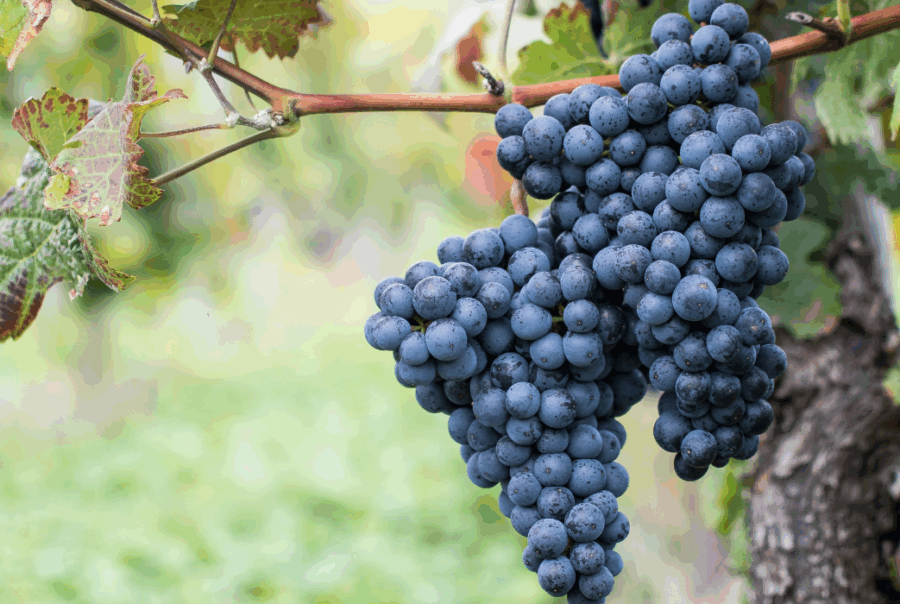 Fabbri Group - Gruppo Fabbri | Official WebSite